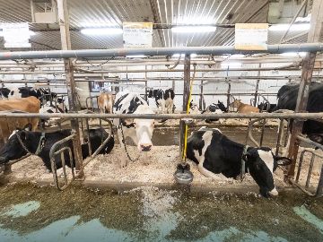 Macdonald Campus - Dairy Farm