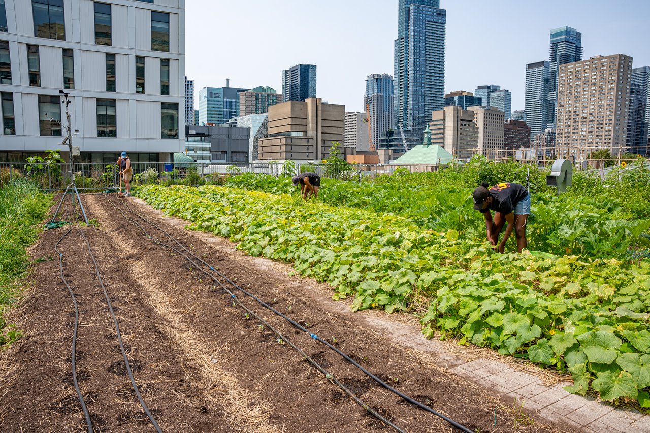 This is TMU - Urban Farm — ENG rooftop farm